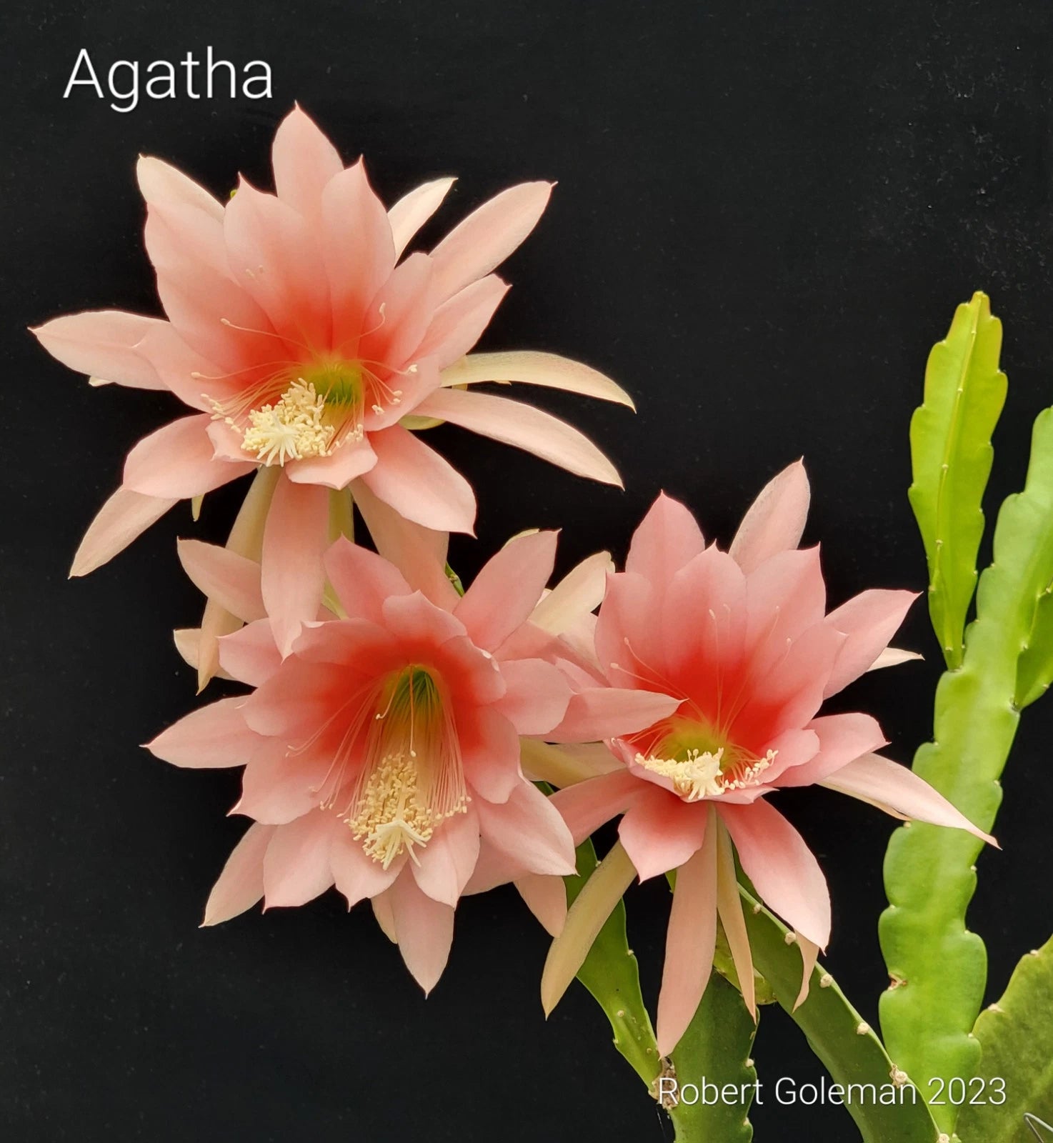 Epiphyllum 'Agatha' Unrooted Cutting - Rare Orchid Cactus - Unique Antique Plant Cutting – Jayme ...