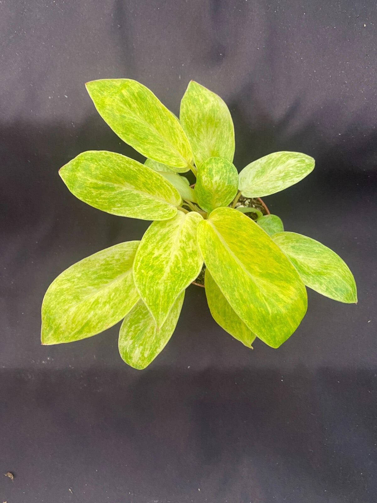 Philodendron Painted Lady Rooted Plant in 3" Pot - Rare Houseplant for ...