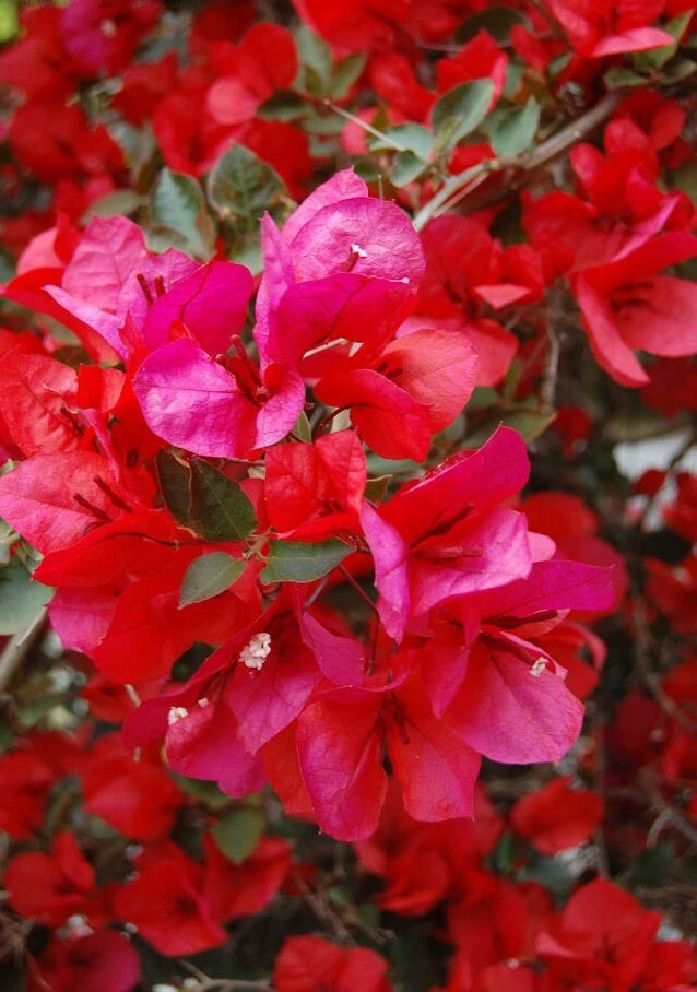Bougainvillea Starter Plant - San Diego Red Variety - Well Rooted Plug ...