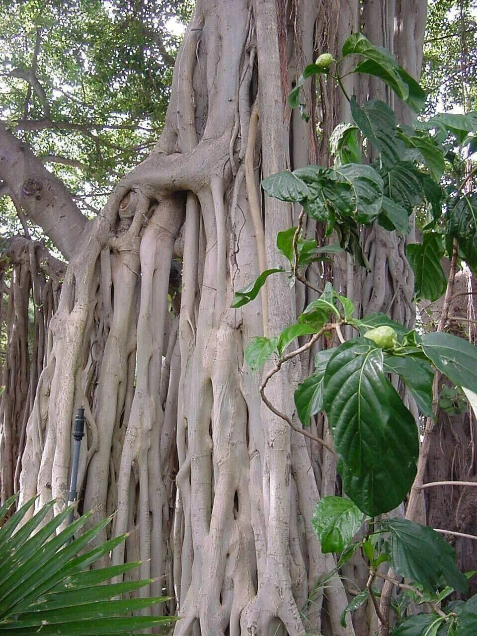 Ficus Benghalensis Tree Seeds | Ornamental Banyan Fig | Tropical Plant ...