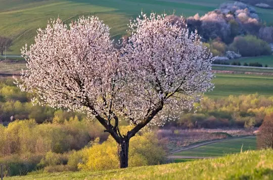 Organic Sweet Cherry Tree Seeds - 20 Pack - Prunus avium - Heirloom ...