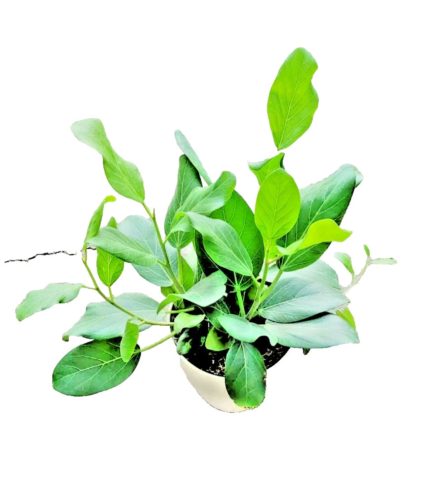 Ficus Audrey Live Plant 4" Pot, Fiddle Leaf Fig, Banyan Variety, Ficus ...