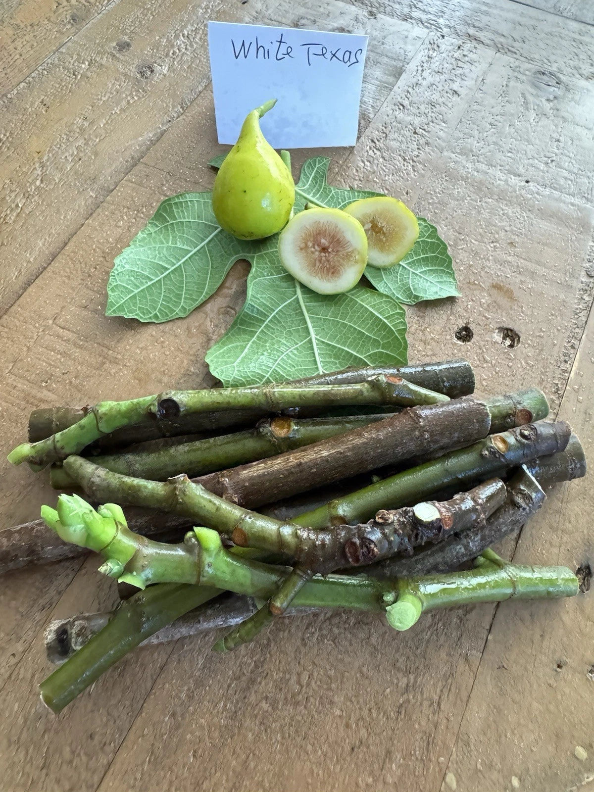 Texas Fig Cuttings - 3 White Cuttings for Planting - Ficus carica ...
