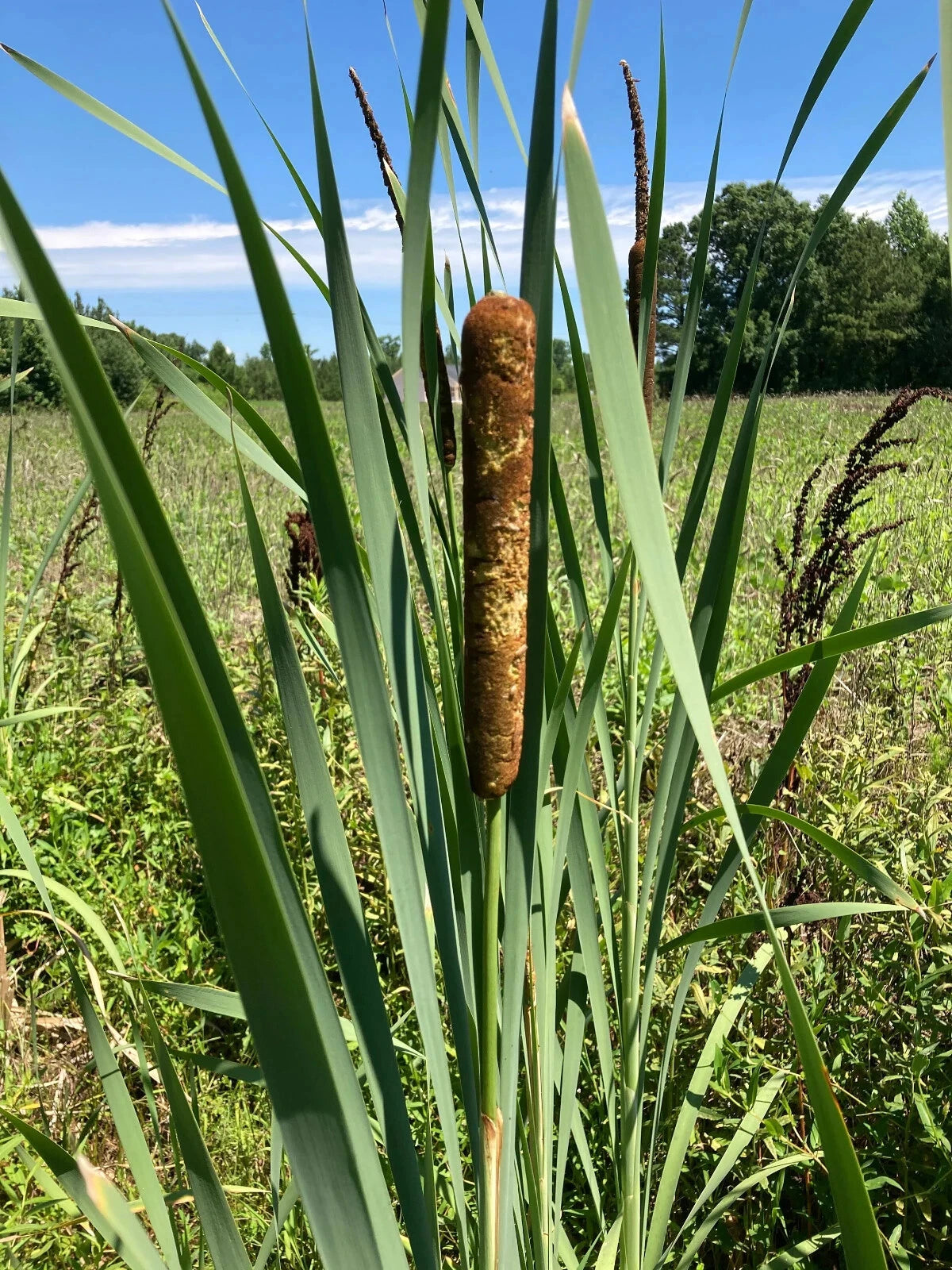 Cattail Plants - 2 Bareroot Live Aquatic Plants - Typha Angustifolia ...