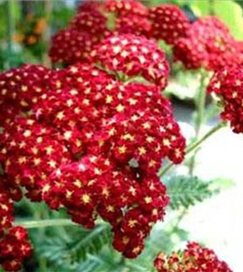 Red Velvet Yarrow Seeds - 100+ Organic Red Ruby Seeds (Achillea millef ...