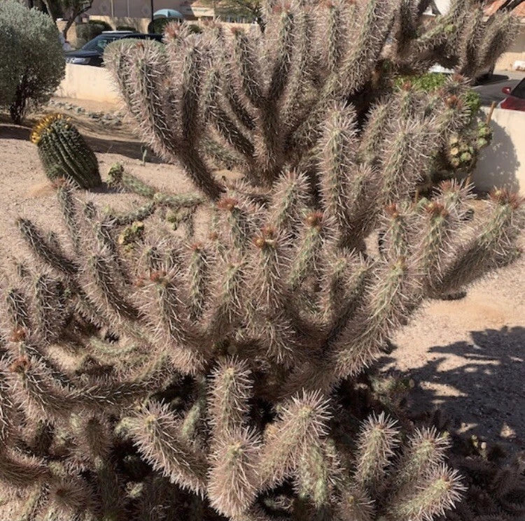Red Teddy Bear Cholla Cactus Cuttings Segments - Cylindropuntia campii ...