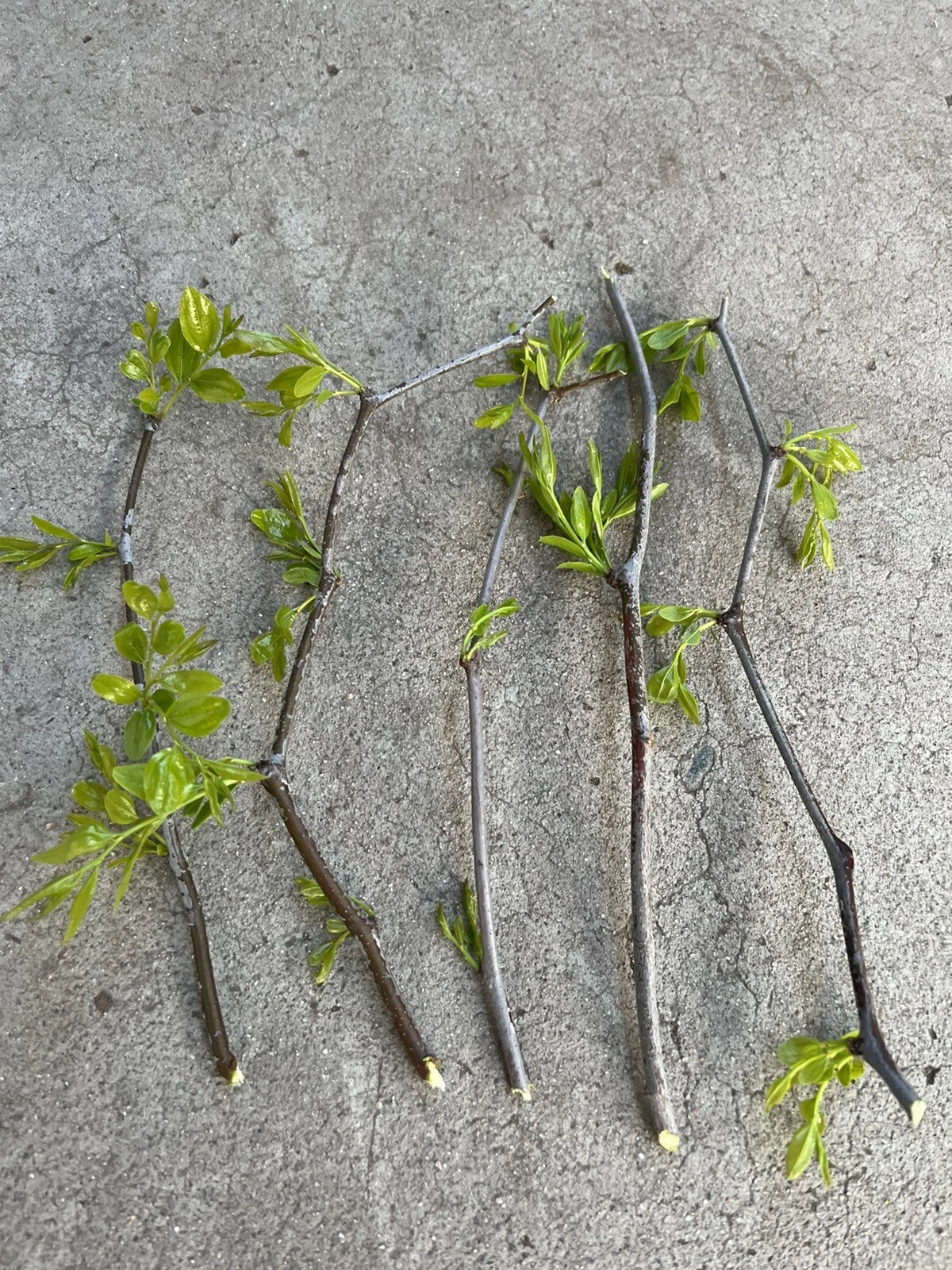 Jujube Tree Cuttings - 5 Pcs Lang Chinese Red Date - Ziziphus jujuba ...