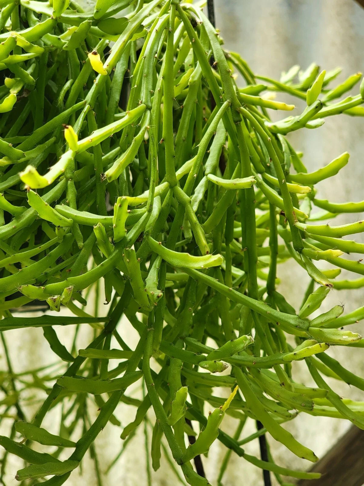 Mistletoe Cactus Plant - Rhipsalis ewaldiana - Rare Jungle Cactus ...