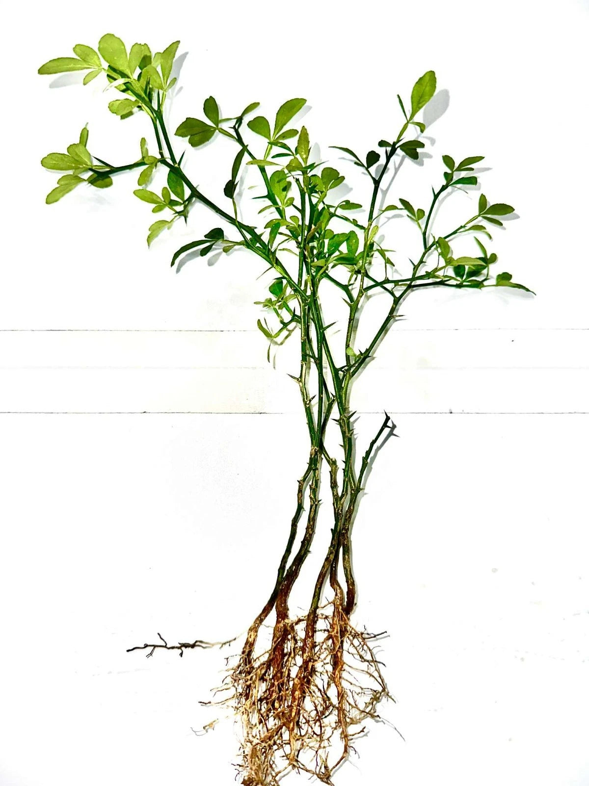 Cold Hardy Citrus Seedling 5-Pack - Bare Root LIVE Plants - Citrus ...