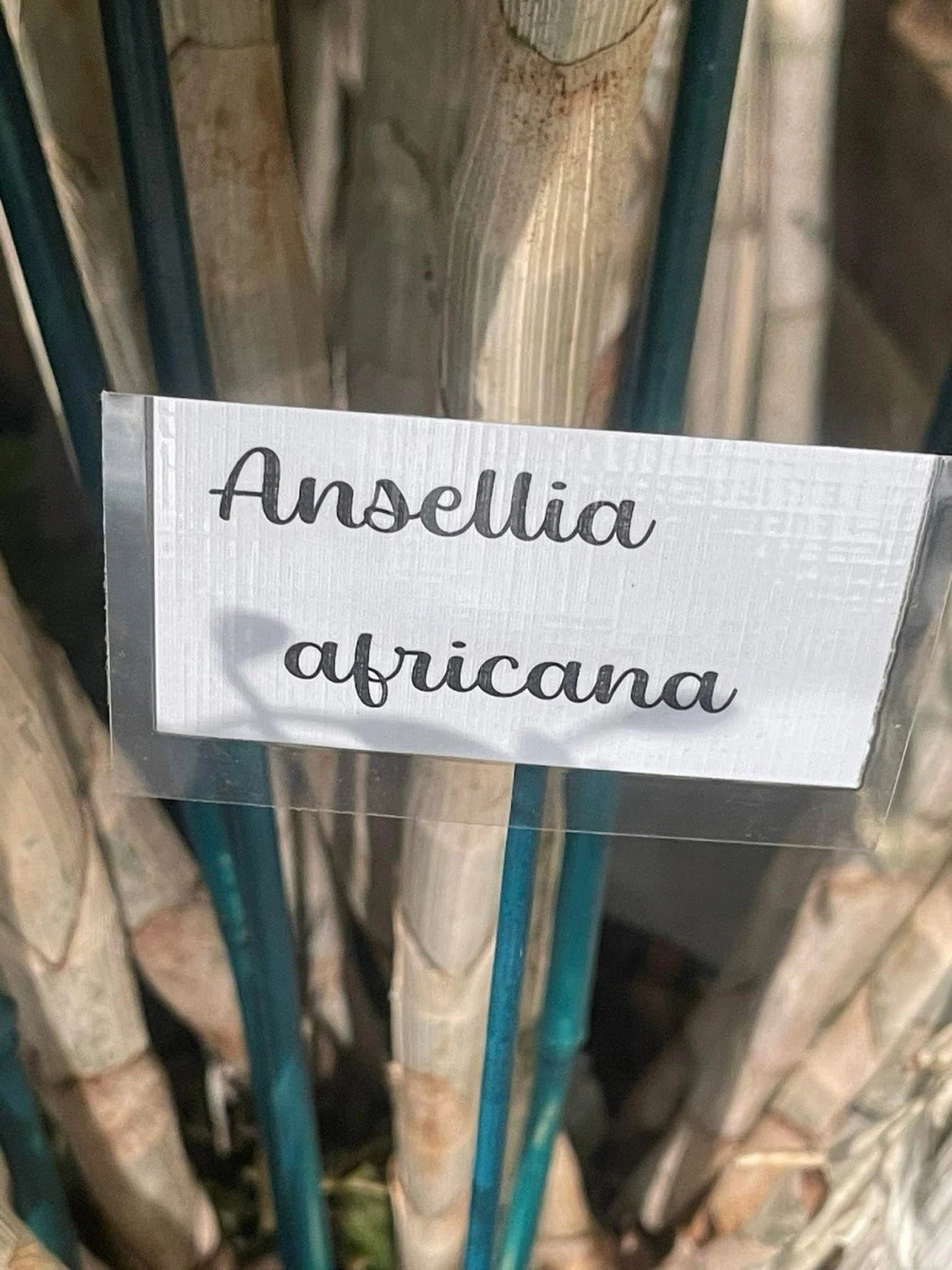 Orchid Cuttings - 5 Ansellia Africana Cuttings for Propagation ...