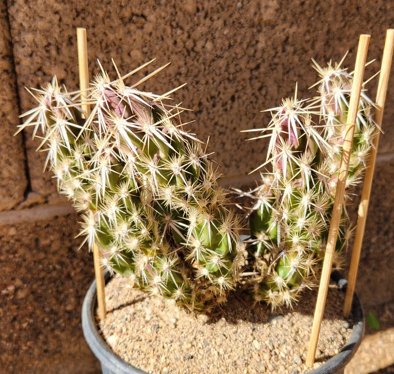 Grusonia Clavata Club Cholla Cactus Cutting - Live Plant Segment ...
