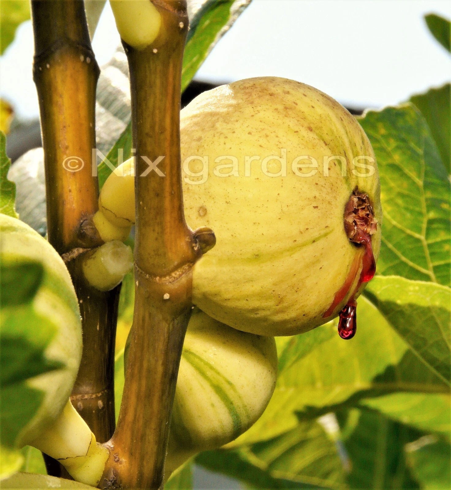Tiger Fig Cuttings - Panache Variety - Ficus carica – Jayme Garden