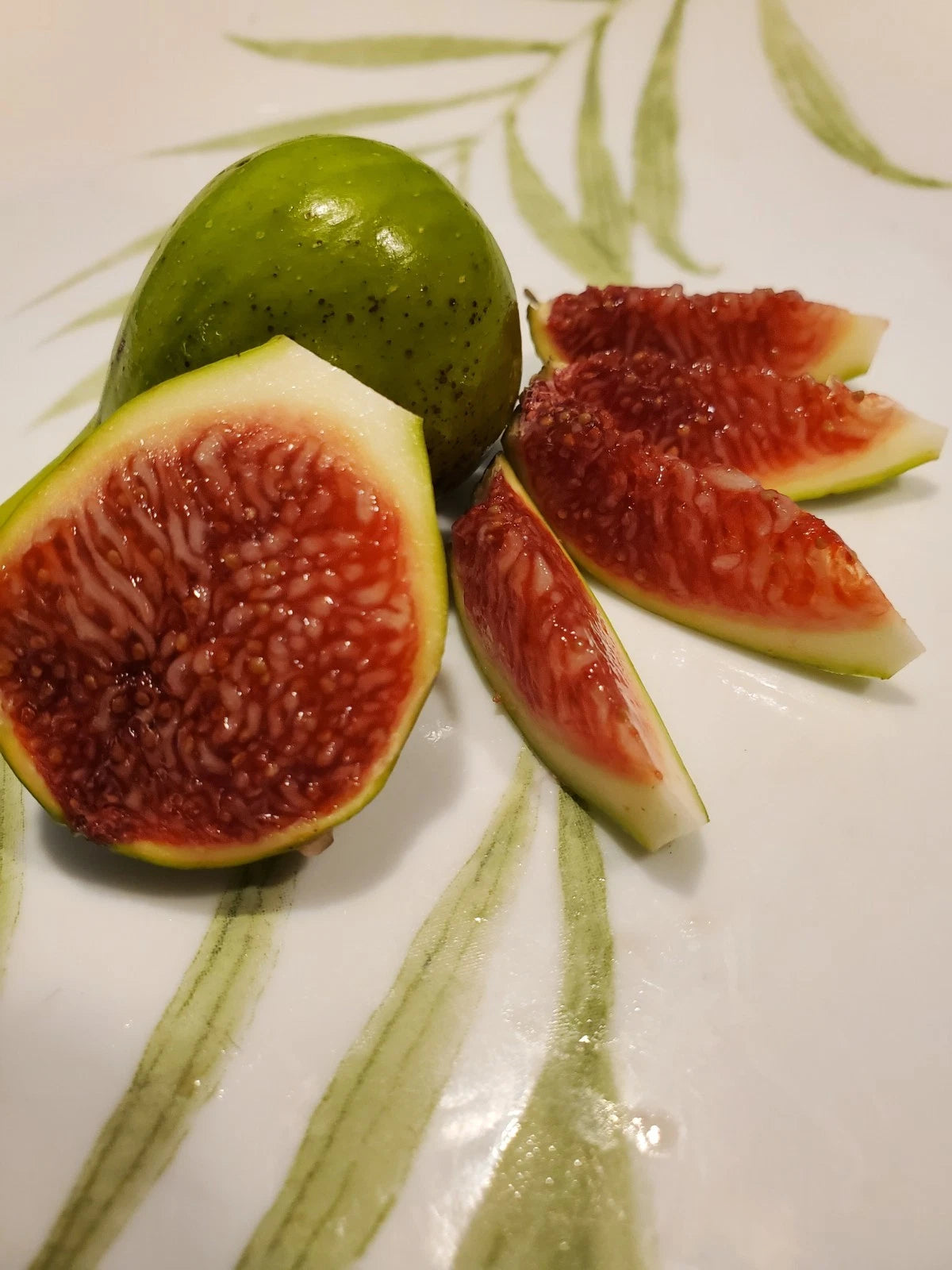 White Madeira Fig Cutting 10 Inches - Ficus carica - Summer Propagation ...