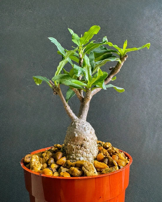 Fockea Capensis Bonsai Plant - Rare Caudex African Succulent - 4" Bare ...