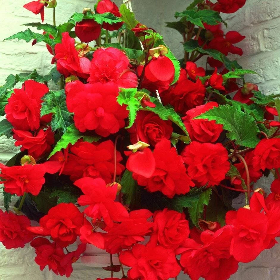 Begonia Seeds - 1000 Seeds - Glory Hot Tip Red - Begonia x tuberhybrid ...