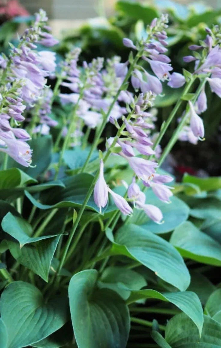 Purple Flowering Hosta Plant - Bare Root - Purple Blooms - Hosta siebo ...