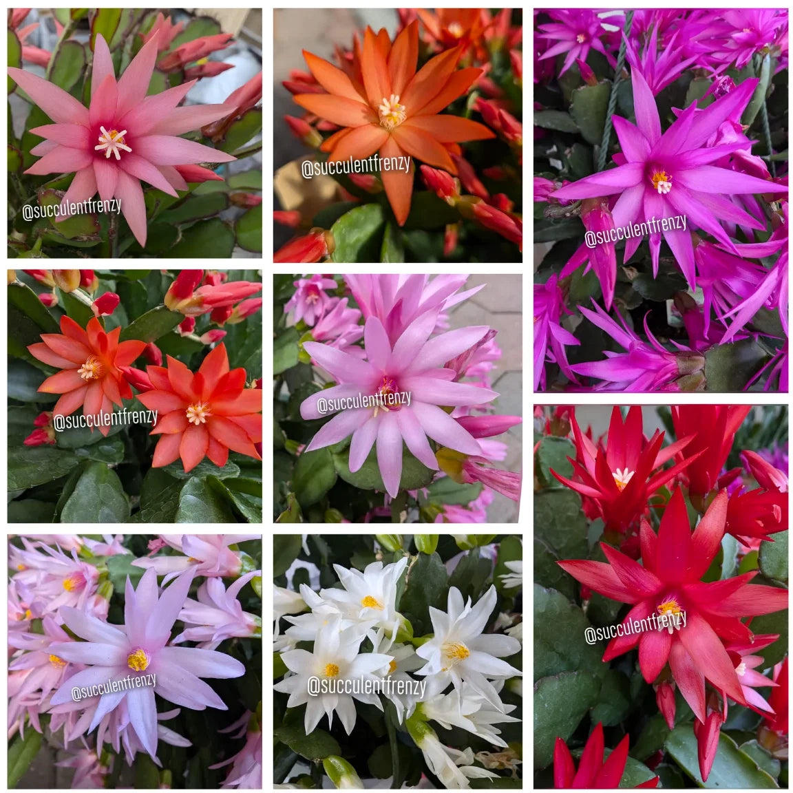 Easter-Spring Cactus Cuttings, Unrooted, Rhipsalidopsis gaertneri ...