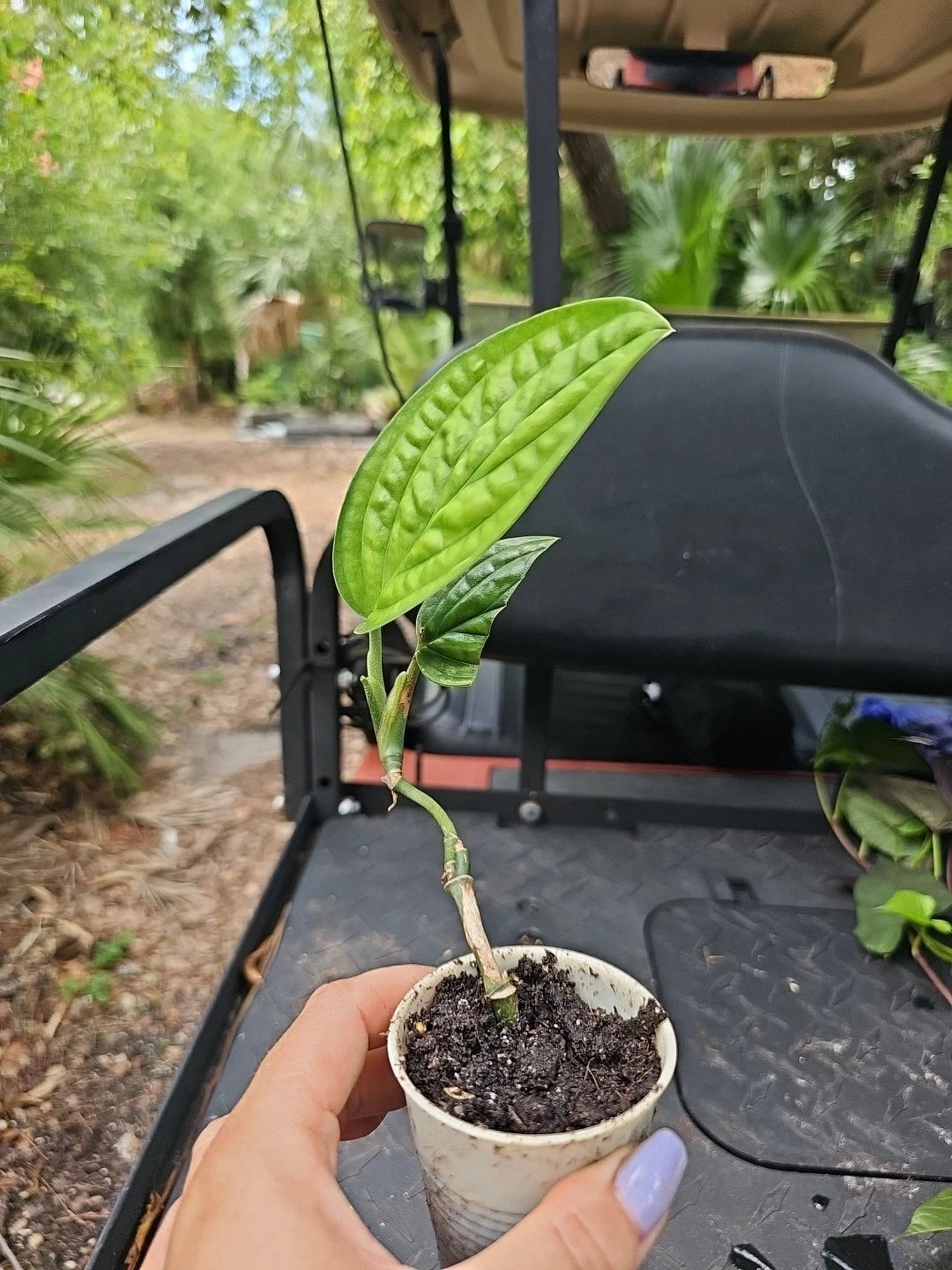 Monstera Peru Live Plant in 2.5" Pot - Karstenianum - Rooted, No ...