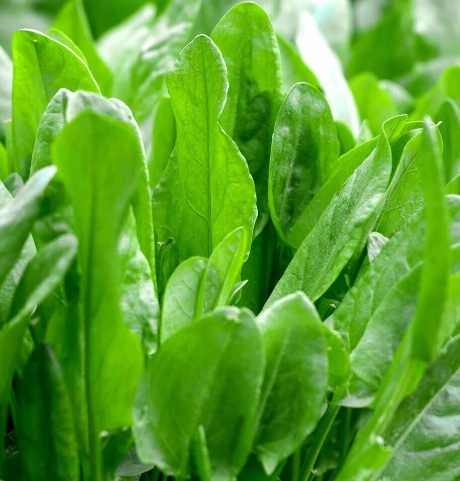 Large Leaf Sorrel Seeds | Roselle Sour Asian Jamaican Rau Chua Herb ...