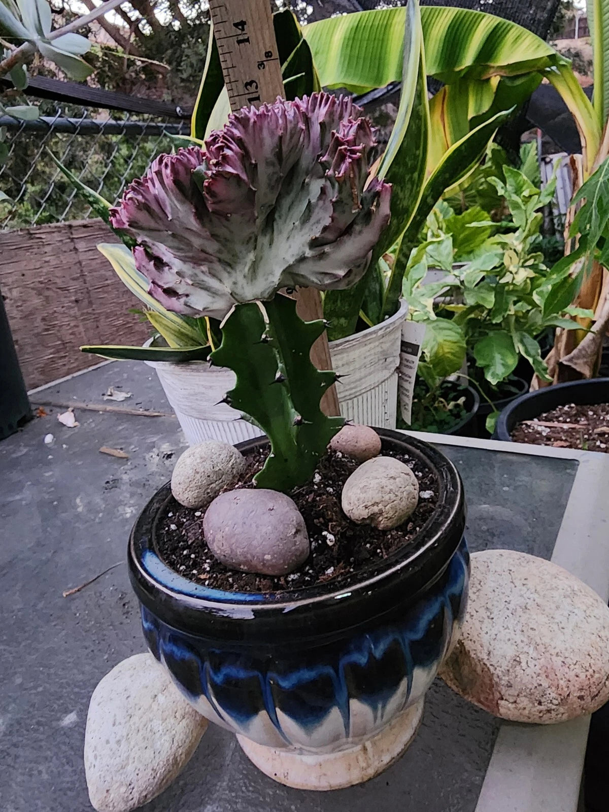 Crested Lactea Variegated Live Plant - Well Rooted - Actual Live Plants ...