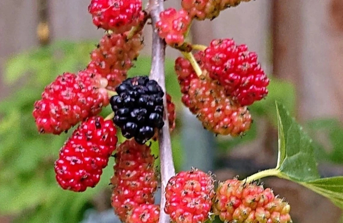 Red Mulberry Live Plant - 16-24" Tall - Well Rooted Bare Root - Morus ...