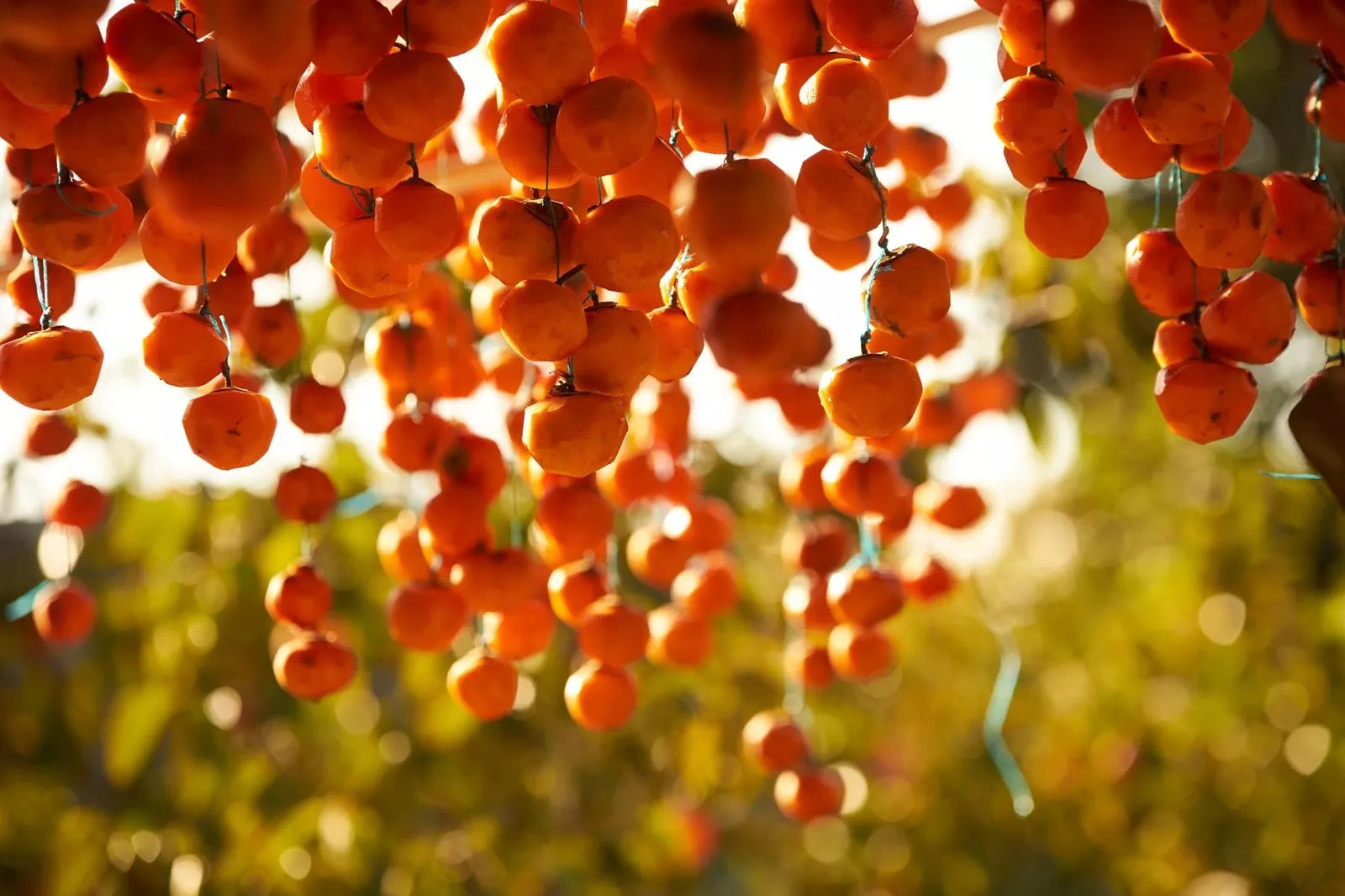 American Persimmon Tree Seeds - 20 Pack - Native Variety - Diospyros v ...