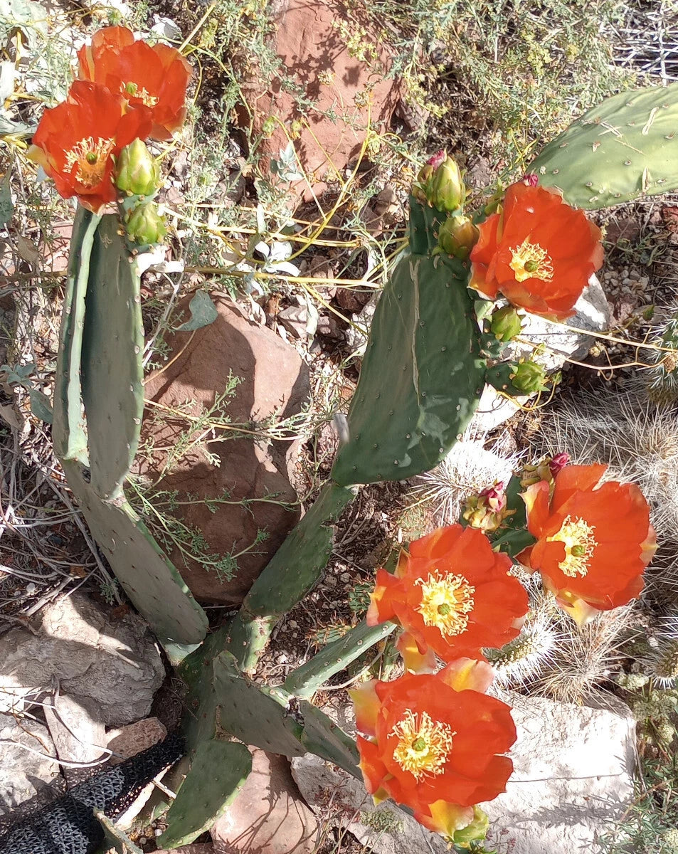 Large Spineless Opuntia cv. Orange Julius Plant with Orange Flowers ...