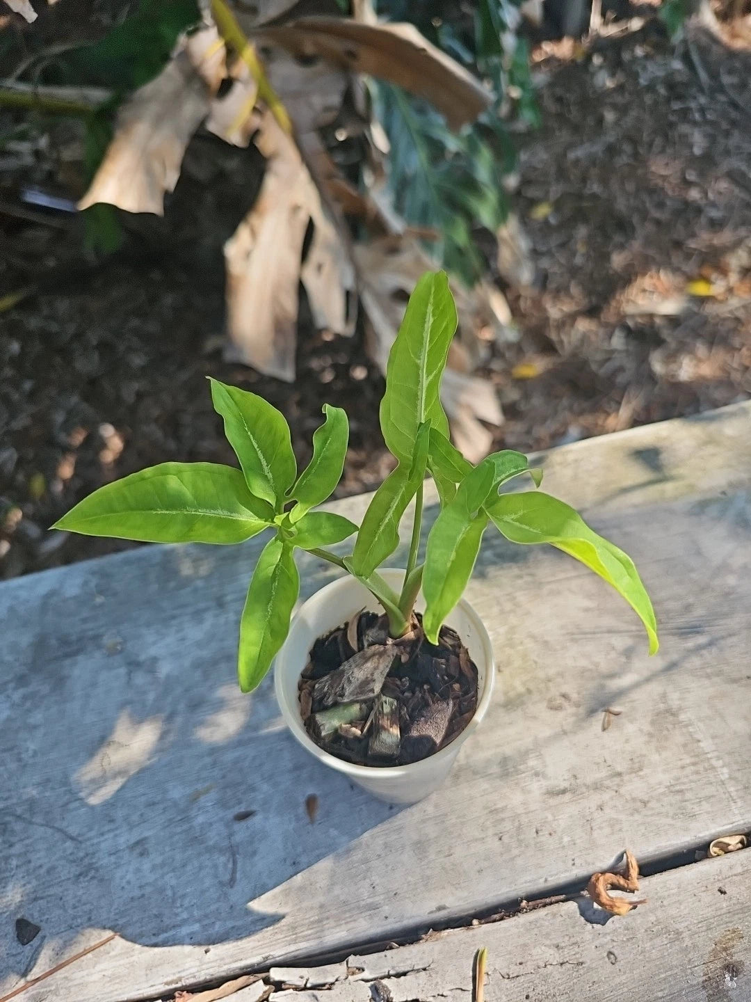 Syngonium Angustatum Little Star Live Plant 2.5" Five Finger Variegate ...