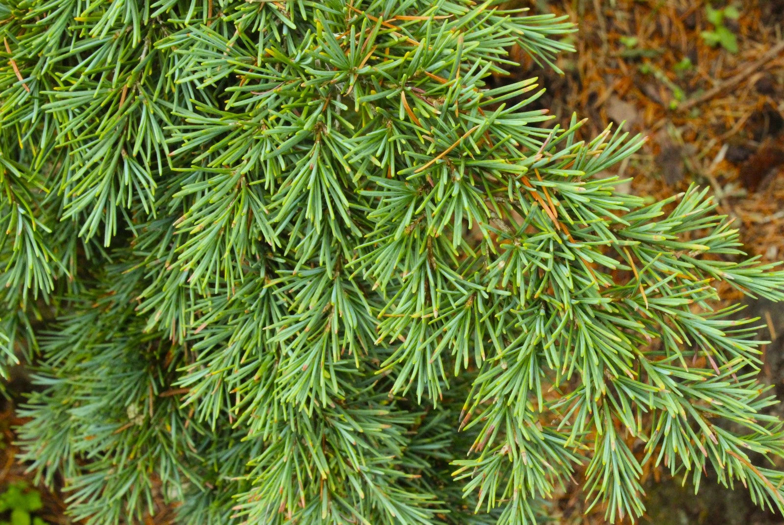 Mountain Hemlock Tree Bare Root Seedling – Tsuga mertensiana, Evergree ...