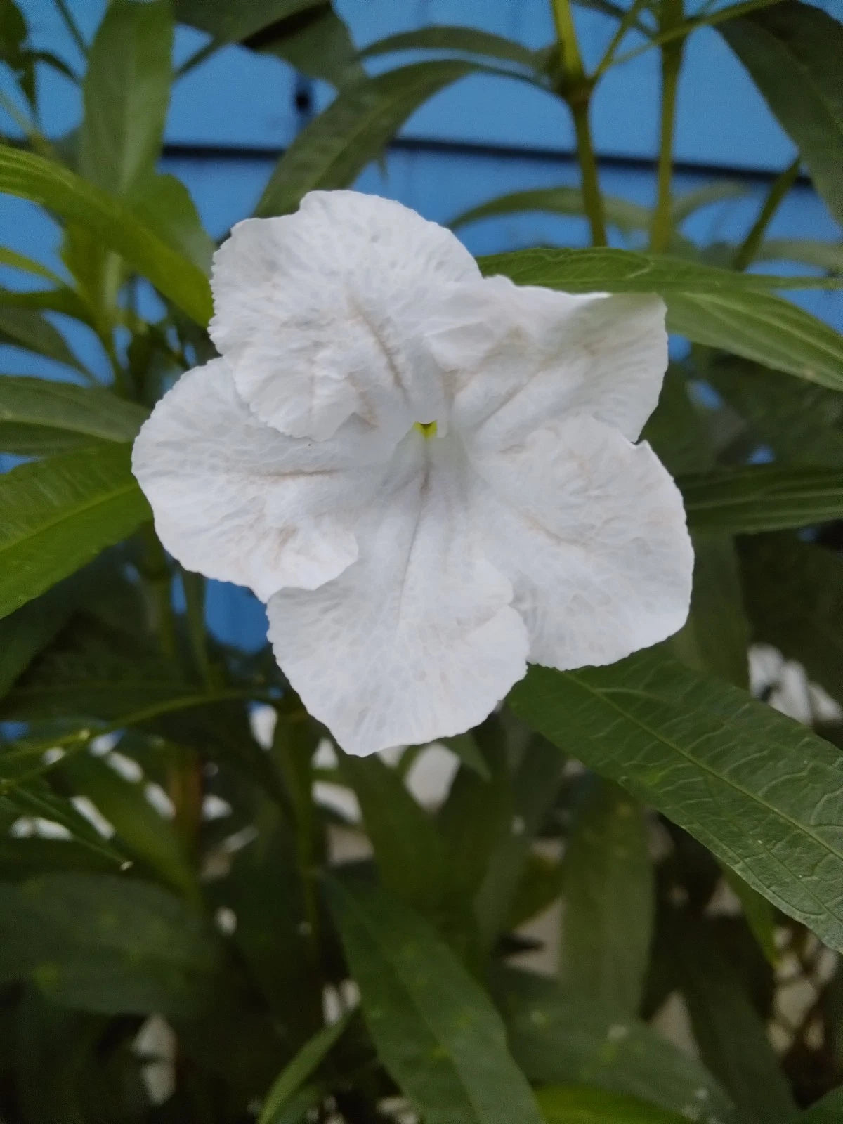 Tall White Mexican Petunia Plants - 6-Pack of Vare Root - Ruellia ...