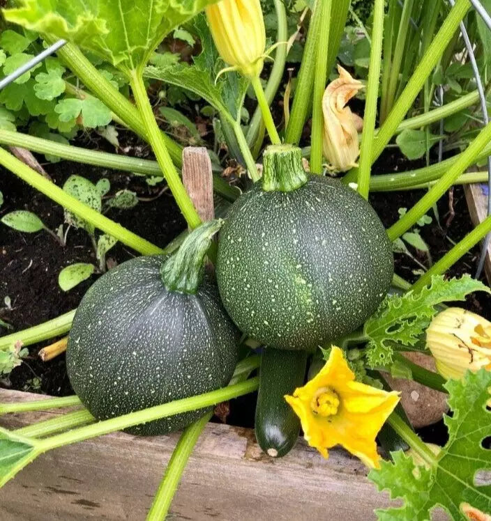 Round Zucchini Live Plant - 2 Plants in 4" Pot - Green Summer Squash ...