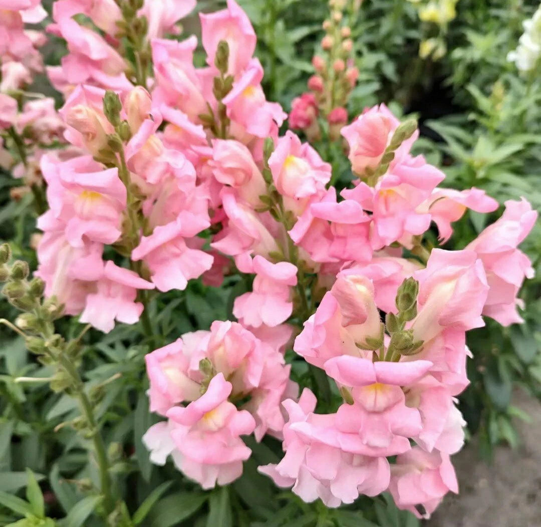 Snapdragon Seeds - 200 Count - Apple Blossom Variety - Antirrhinum ...