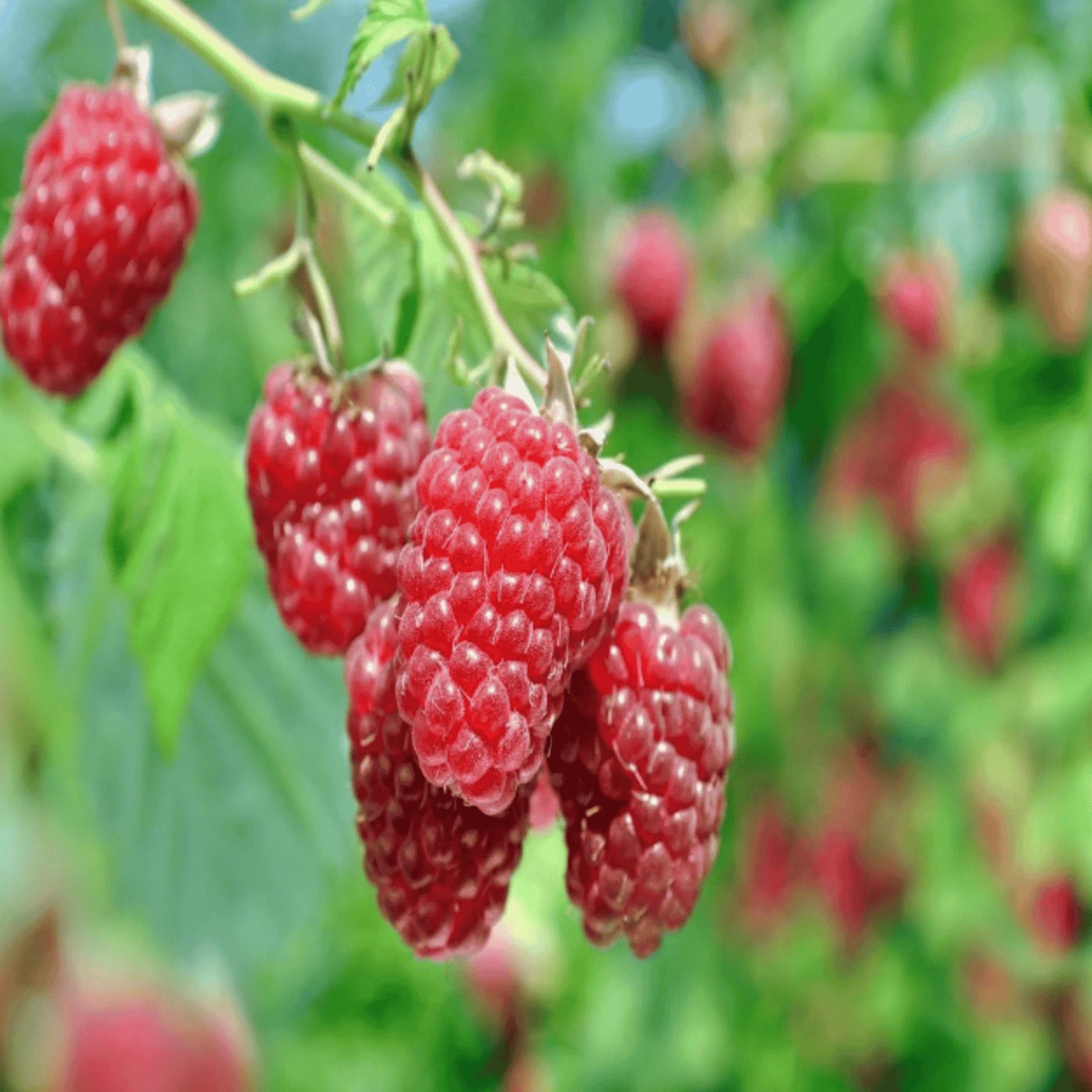 Raspberry Canes - Bare Root, Joan J Variety, 1-Year-Old - Rubus idaeus ...