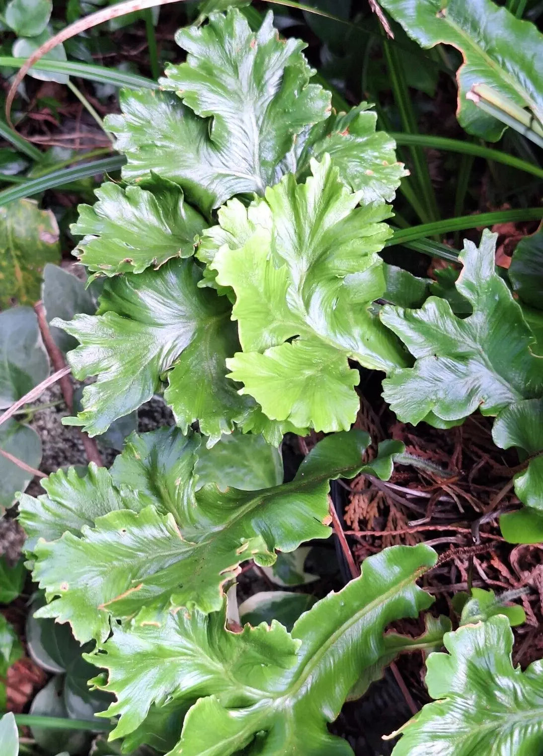 Crested Tongue Fern Seeds 1000 Spores Cold Hardy (Asplenium scolopendr ...