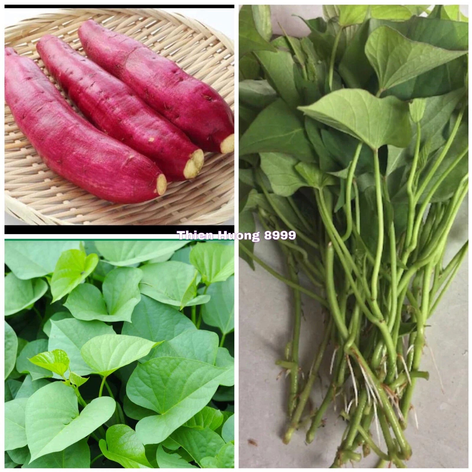 Red Japanese Sweet Potato Slips - 10 Organic Cuttings - Ipomoea batatas ...