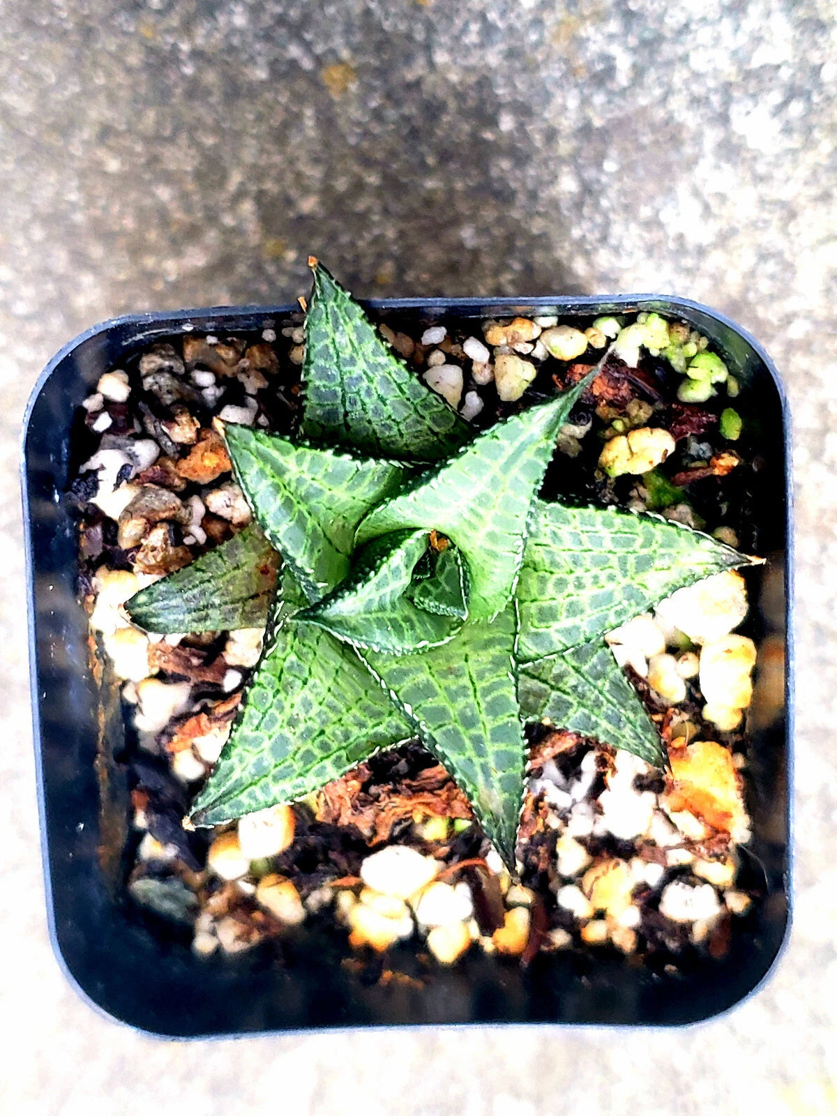 Haworthia Venosa Spp Tesselata Potted Plant - 2" Diameter - Rare Succu ...