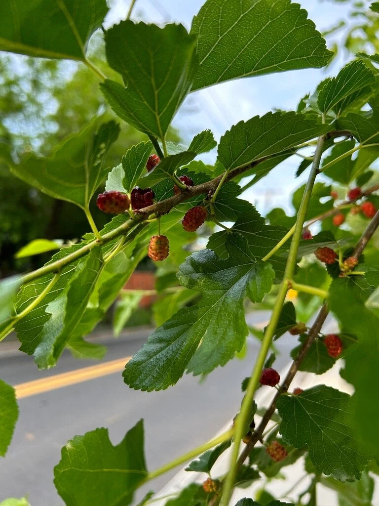 White Mulberry Tree Seeds - Morus Alba - Edible Fruit, Hardy, Fast ...