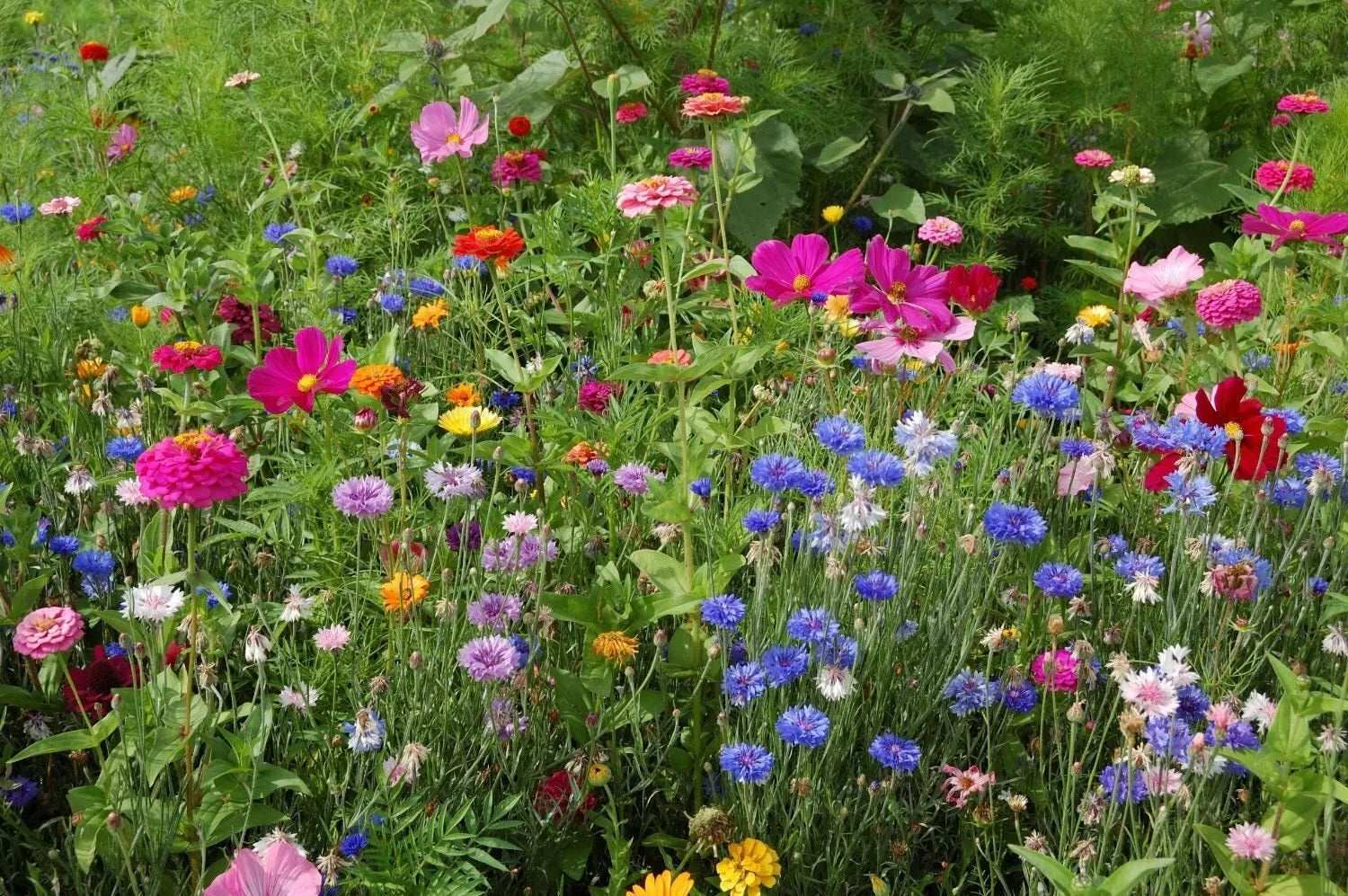Northeast Wildflower Seed Mix - 19 Annuals & Perennials for Native Gar ...