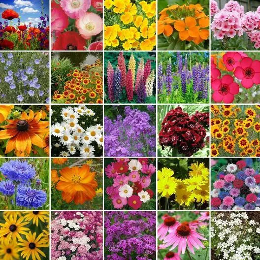 NORTHEAST Wildflower Mix 500 Seeds - 25 Non-GMO Perennial Species for ...