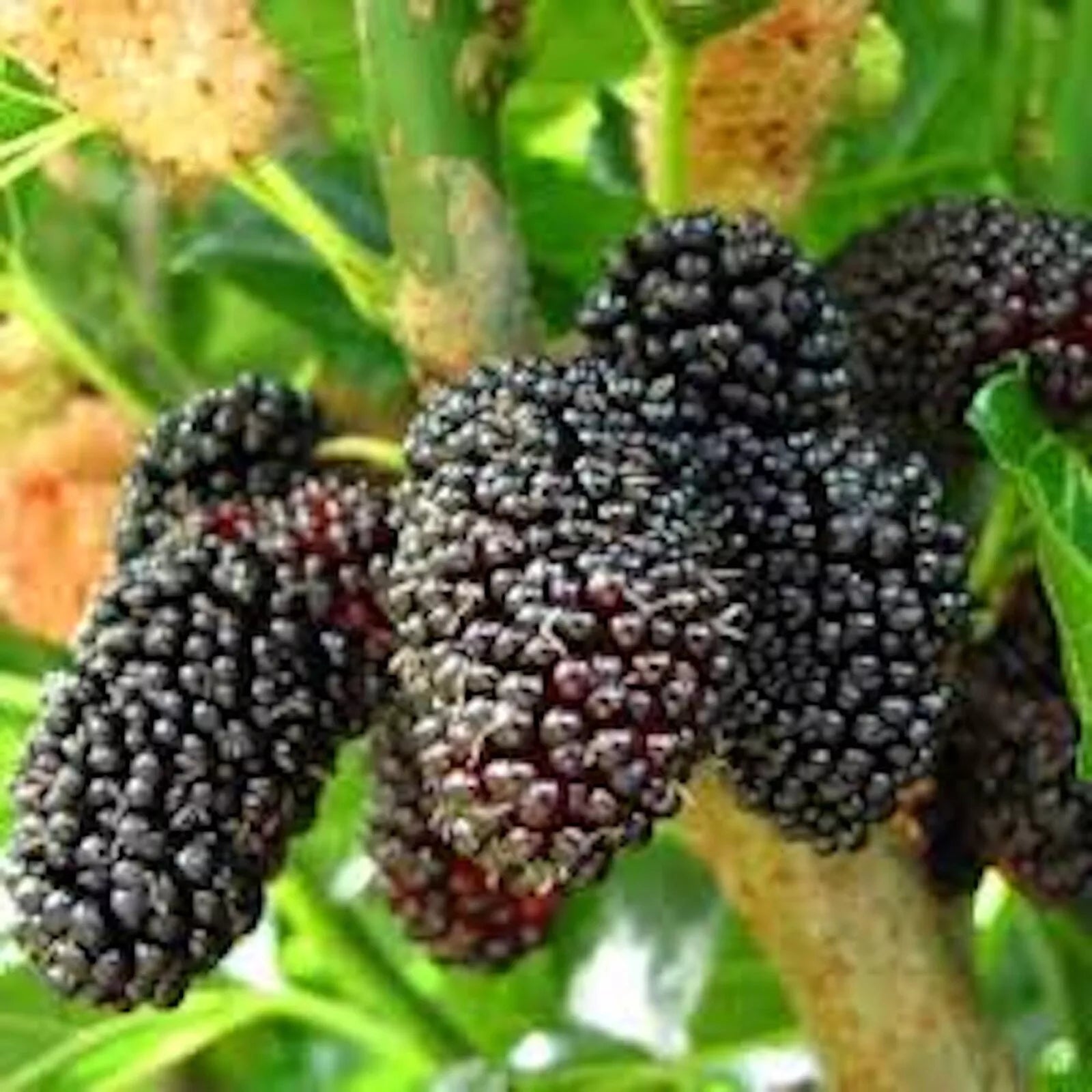 Dwarf Mulberry Tree Starter Plant - 10 Bare Root Everbearing Morus nig ...