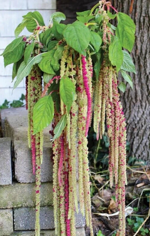 Amaranthus Seeds, 35 Count, 'Mira' Variety - Annual Edible Flower ...