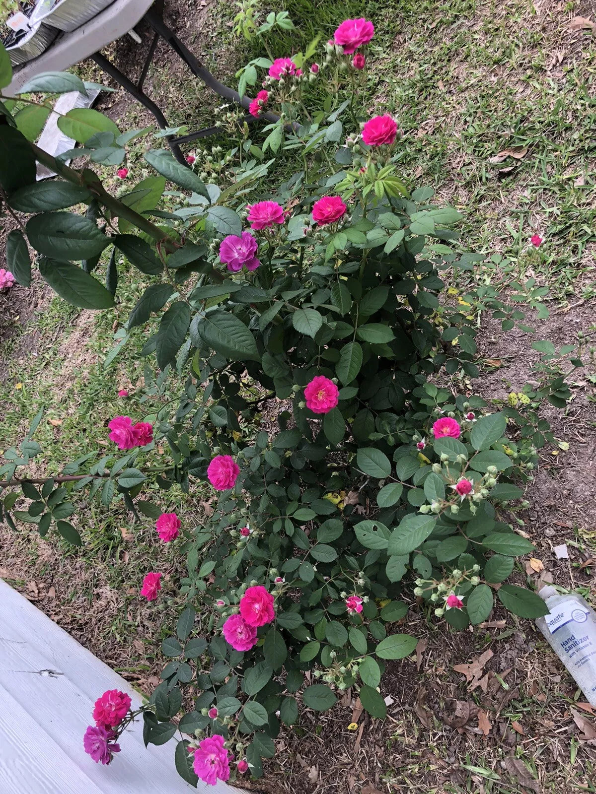 Seven Sisters Rose Cuttings (6) 10-Inch, Rosa Multiflora, Perennial Cl ...
