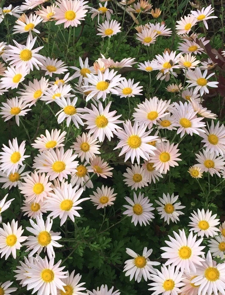 Pink Ryans Mums Live Plants - 12 Roots Chrysanthemum Perennial - Daisy ...
