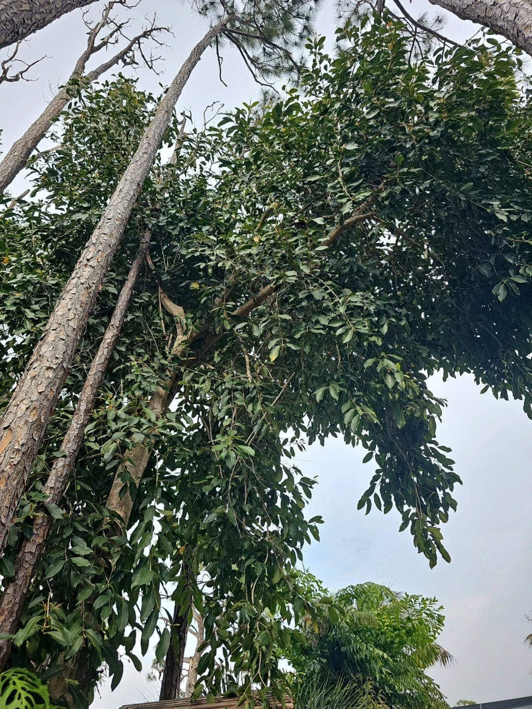 Jamun Jambhul Fruit Tree Cuttings - Syzygium cumini - Indian Wax Apple ...