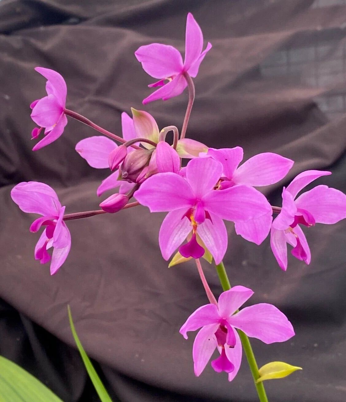 Rooted Spathoglottis Plicata Orchid Plant 3" Pot Terrestrial Variety ...