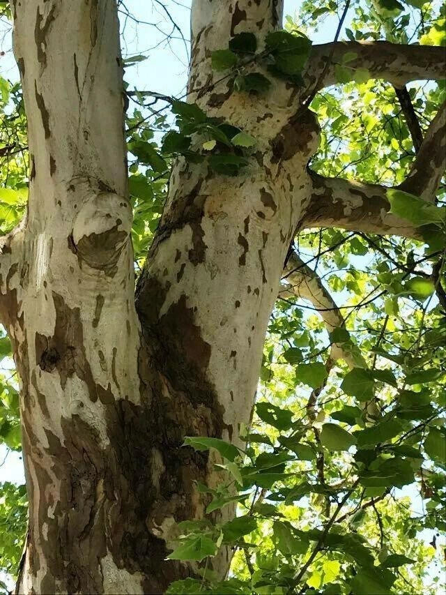 American Sycamore Tree Seeds 50+ | Platanus occidentalis | Buttonwood ...