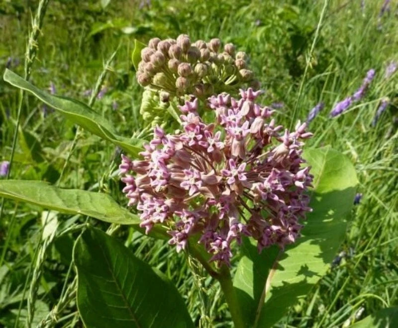Common Milkweed Seeds 1 OZ, Asclepias syriaca, Native Wildflower for ...