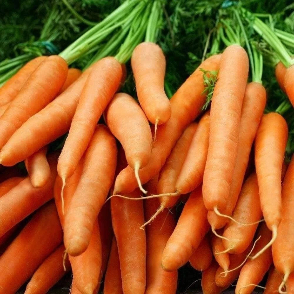 Baby Carrot Seeds - Little Fingers Heirloom NON-GMO Fresh Vegetable Se ...