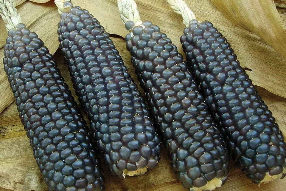 Hopi Blue Corn Seeds - 60+ Heirloom Non-GMO Organic - Rare Variety (Zea ...