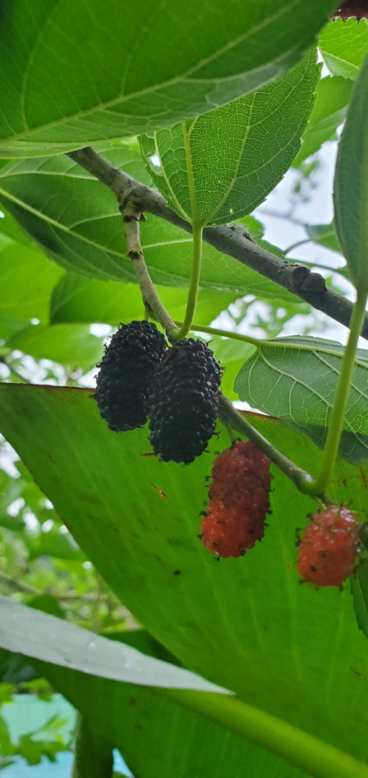 Mulberry Fruit Tree - Rooted Cutting - Fruiting Variety - Morus spp ...